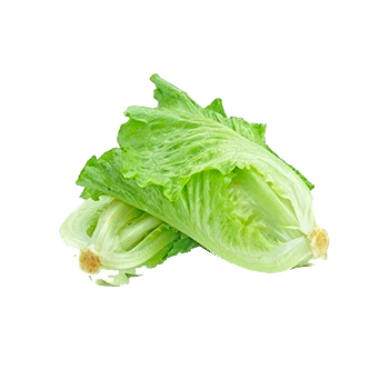 Lechuga Miniromana Ecológica de Freshvana. Del campo a tu mesa en 24h